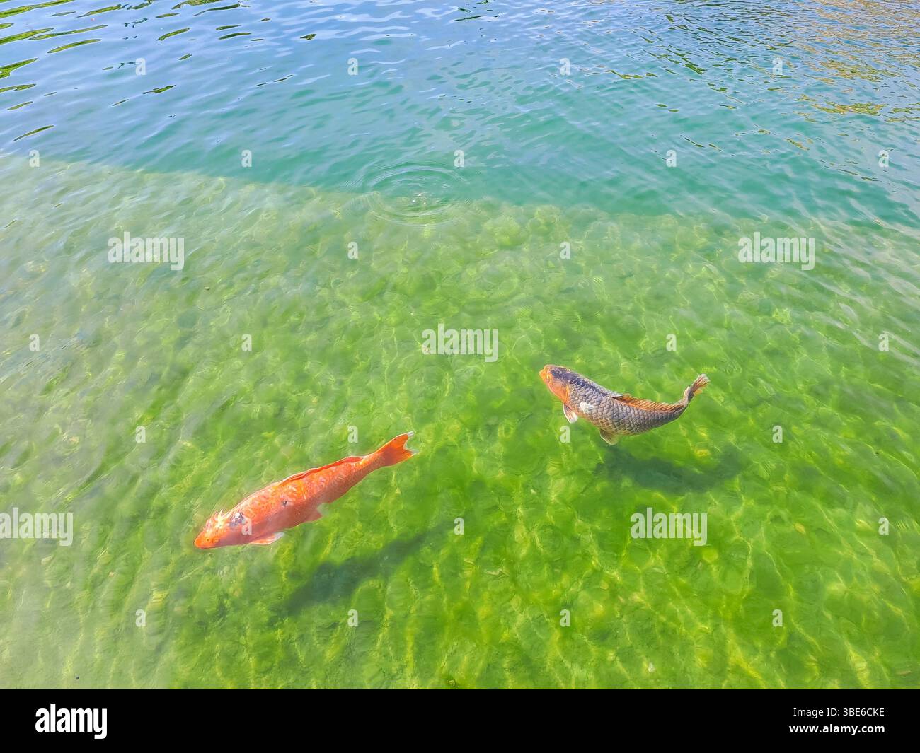 Still. Colorful Decorative Red Carps Fish. Golden Carps And Fishes In ...