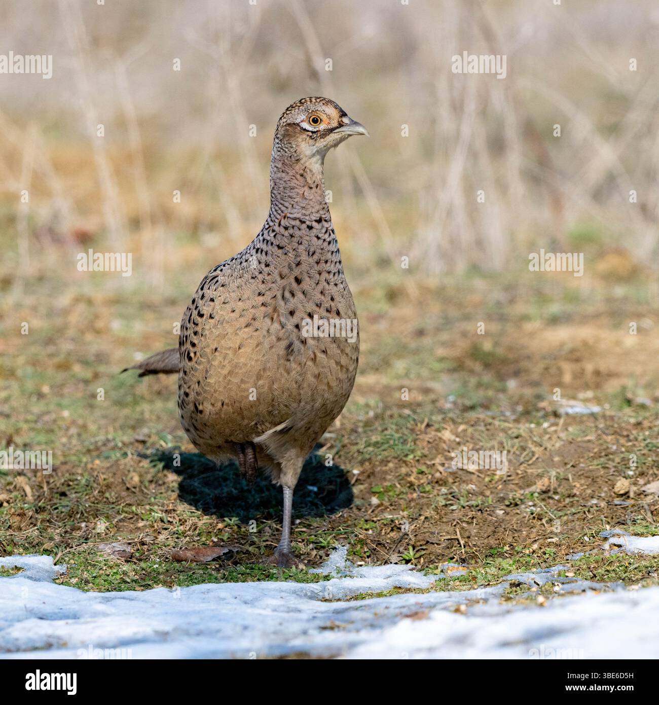 Ringneck Pheasant, Phasianus colchicus in the wild winter. Close up ...