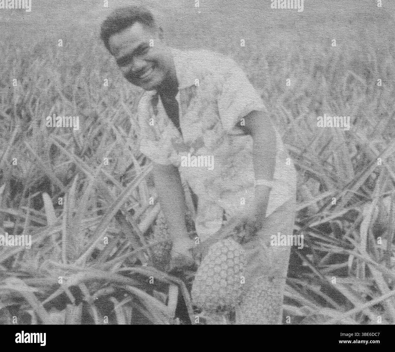Vintage ananas Black and White Stock Photos & Images - Alamy