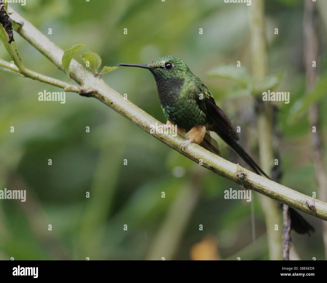 Peruvian Racket Tail Stock Photo - Alamy