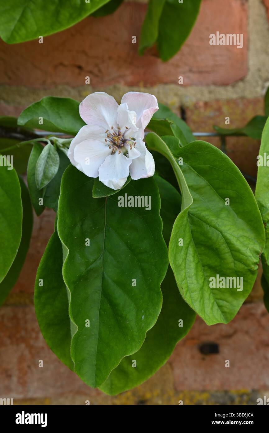 White spring flower and large green leaves of quince Cydonia oblonga ...