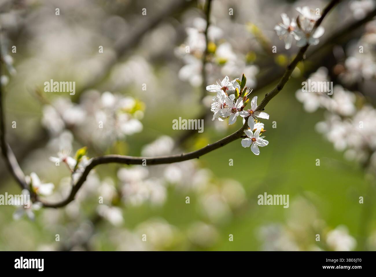 Flowers of damson tree in spring. White damson blossom spring flowering ...