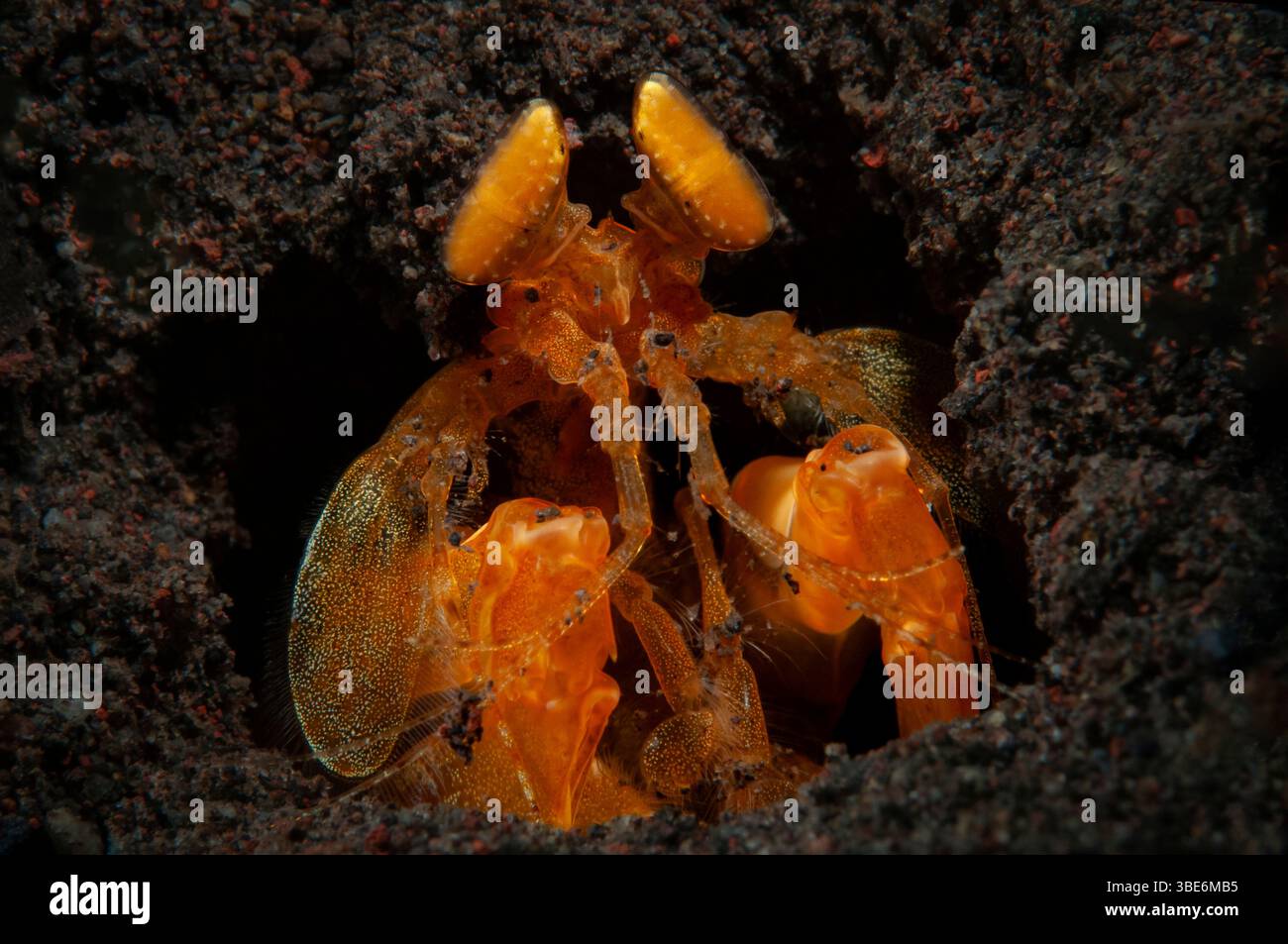 Golden mantis shrimp is piping out from its burrow, Bali, Indonesia ...