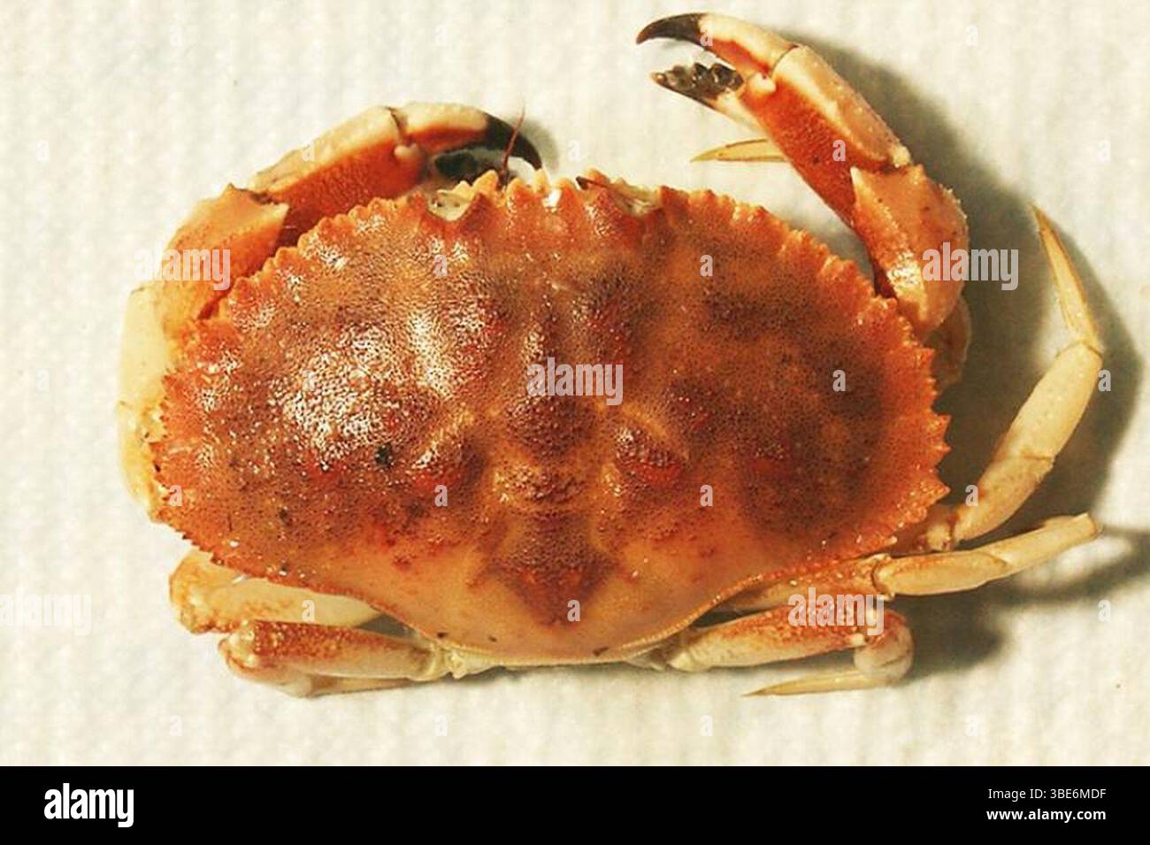 Jonah crab noaa overhead picture accessed-2024-04-24 Stock Photo - Alamy
