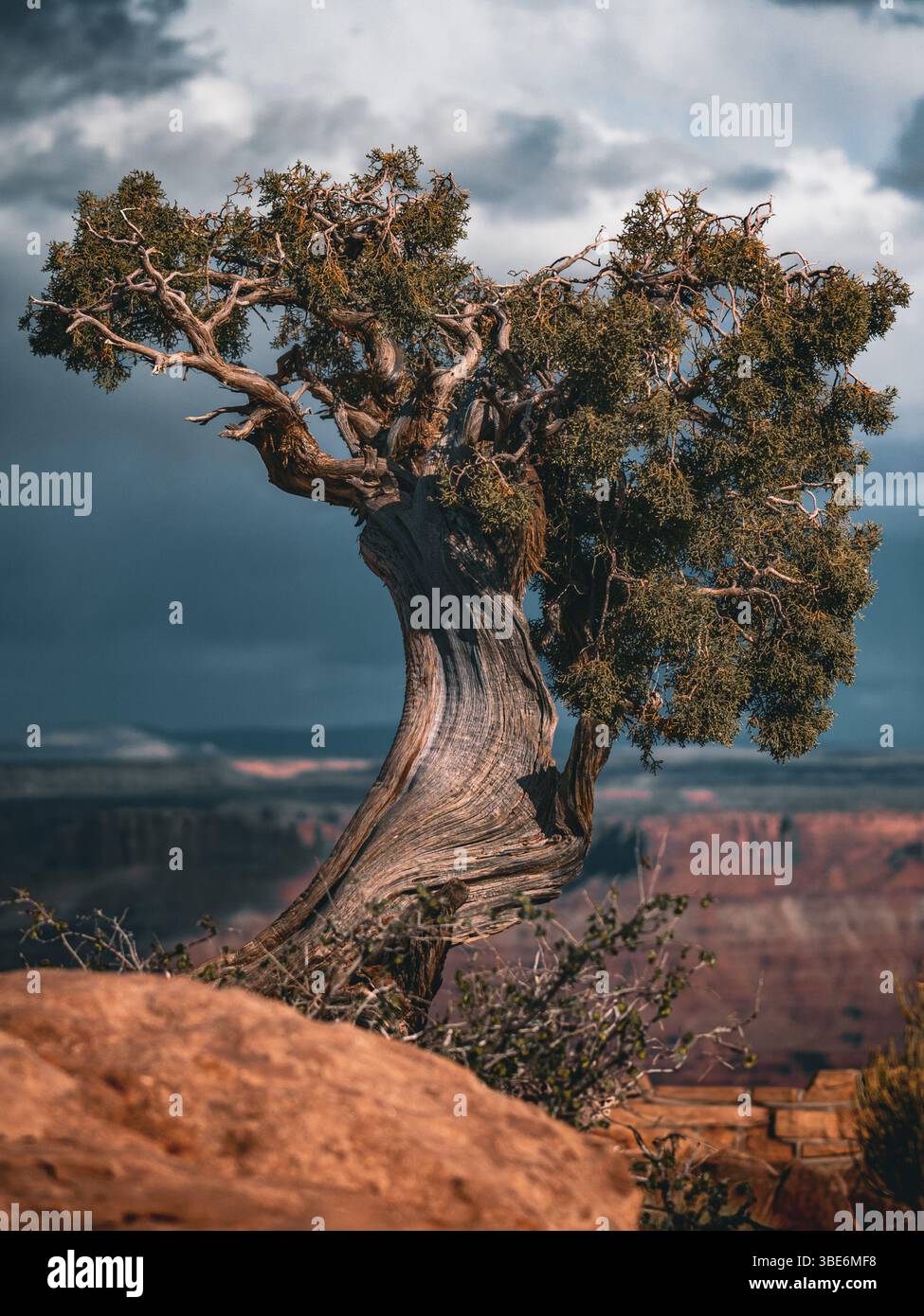 Tree of Life Stock Photo - Alamy