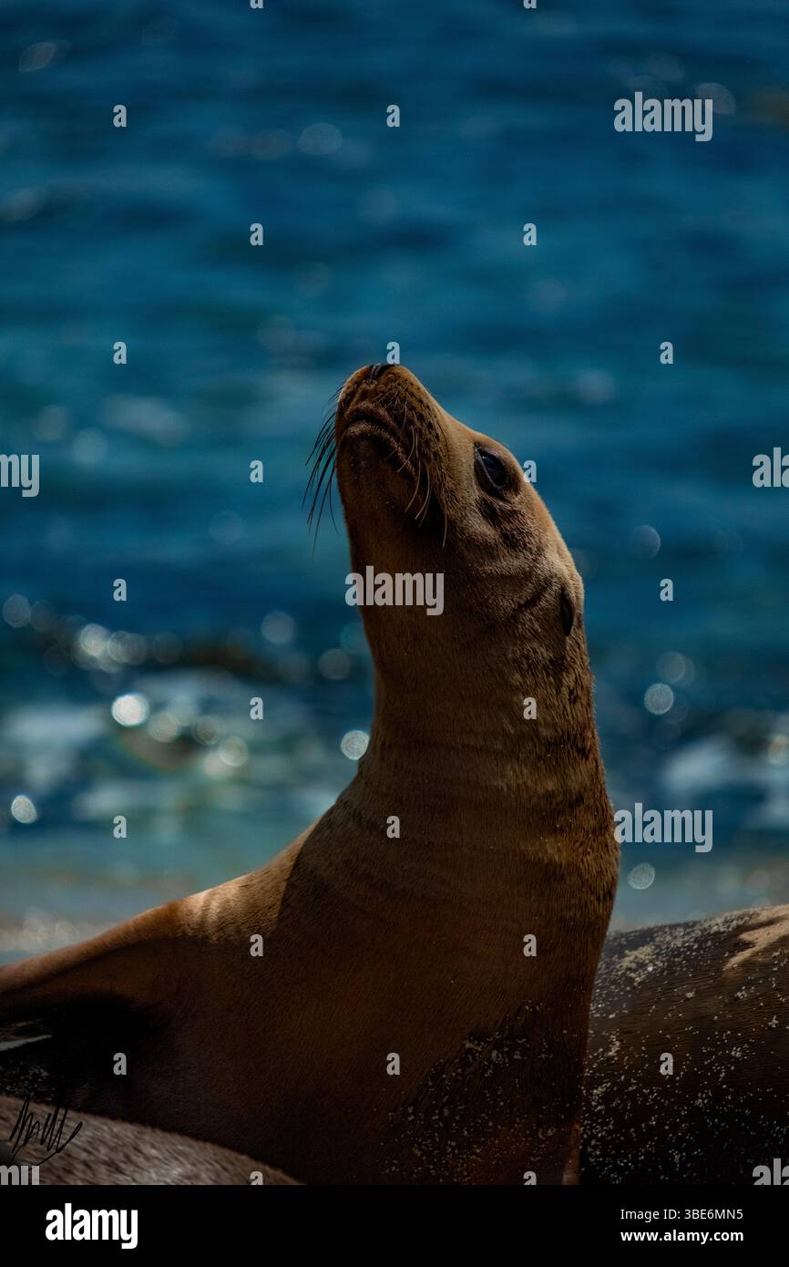 Sea lion photos hi-res stock photography and images - Alamy