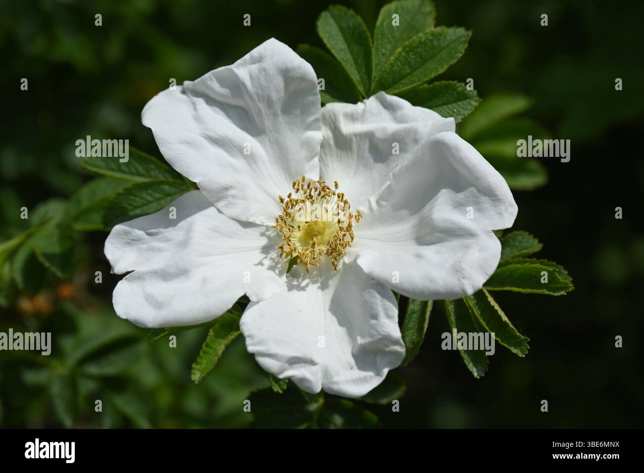 Single white summer flowers of species rose Rosa Rugosa Alba in UK ...