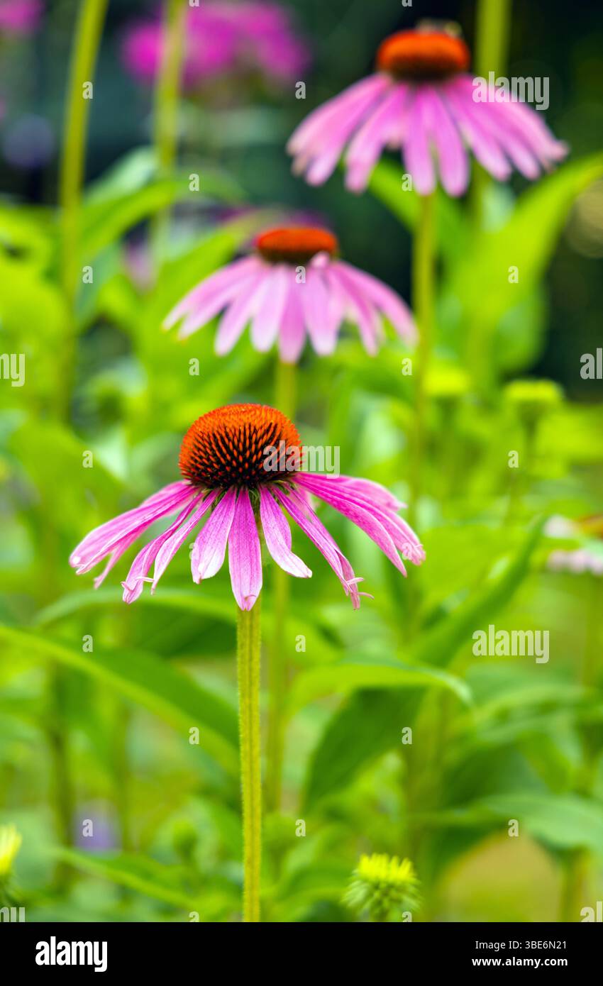 Eastern purple coneflower - latin Echinacea purpurea - also known as ...