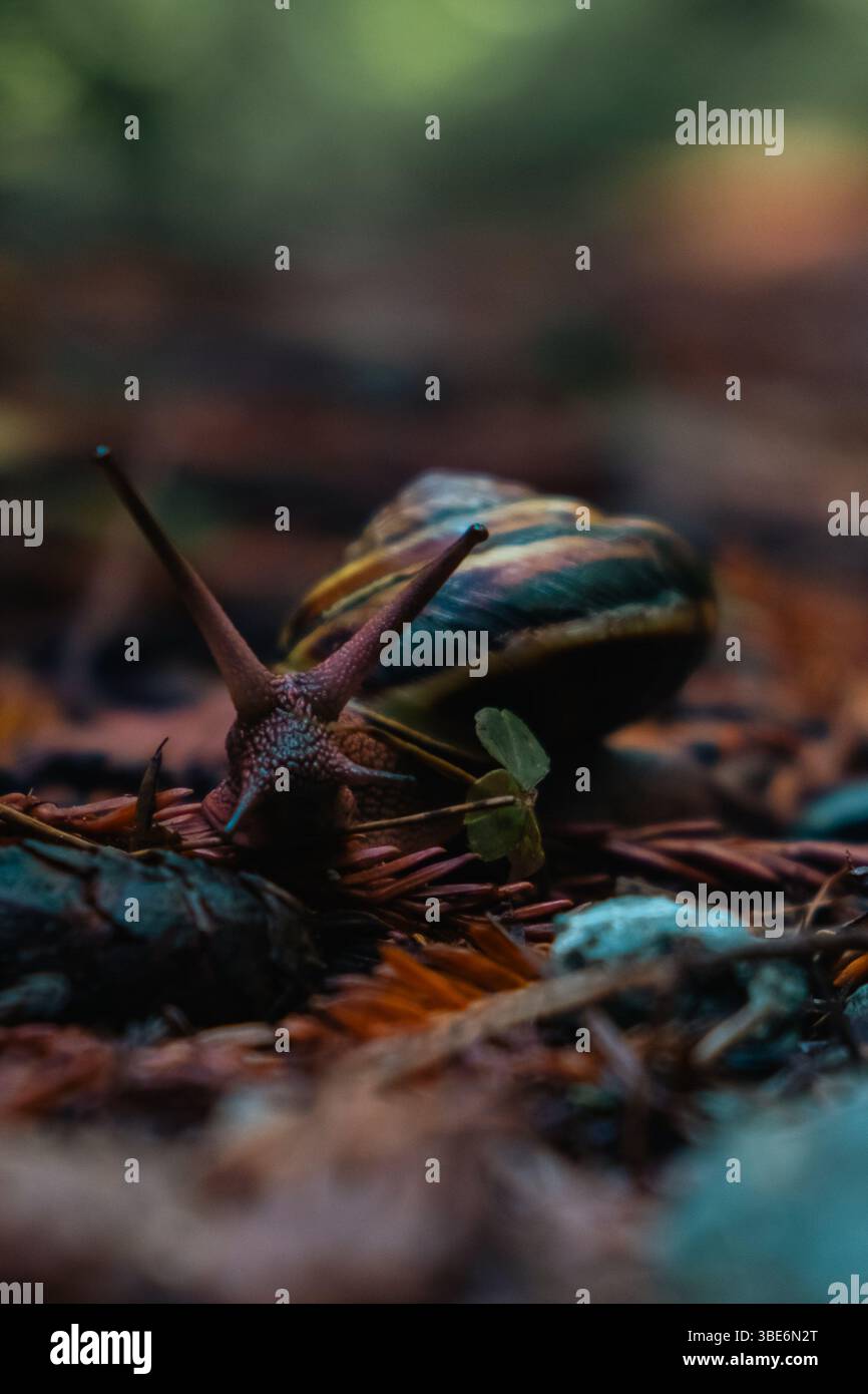 Snail on move through hi-res stock photography and images - Alamy
