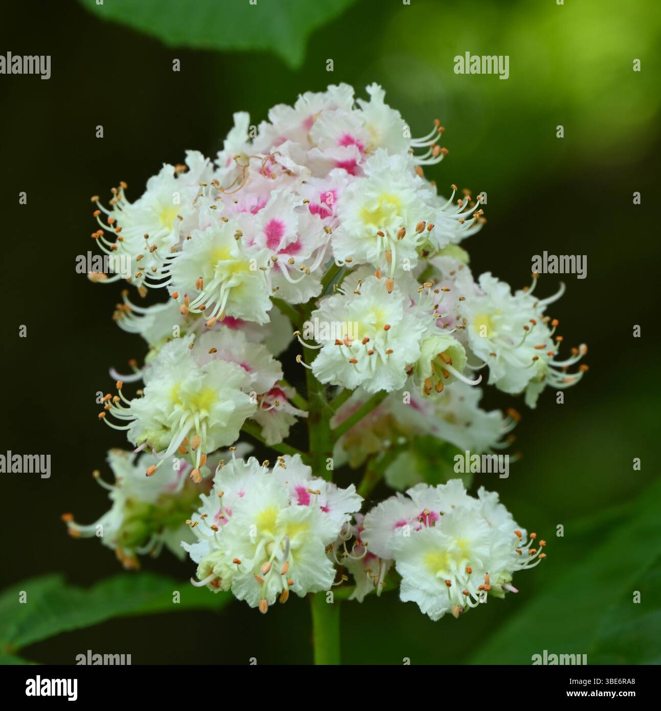 White pink and yellow spring / summer flowers of horse chestnut ...