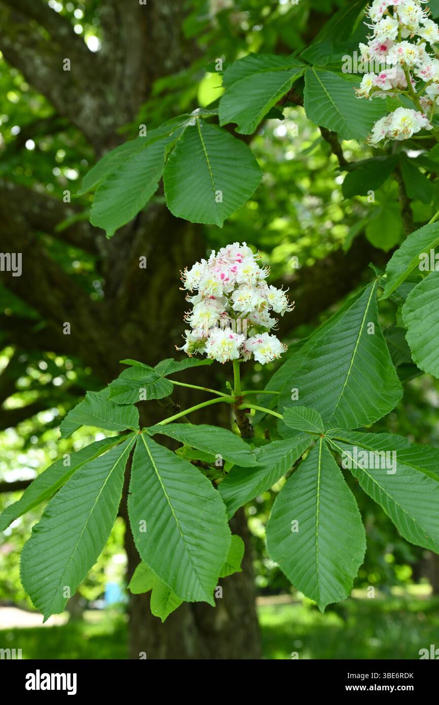White pink and yellow spring / summer flowers of horse chestnut ...