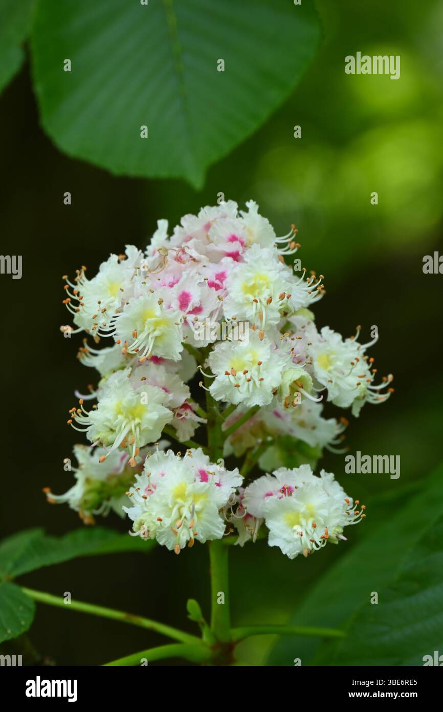 White pink and yellow spring / summer flowers of horse chestnut ...