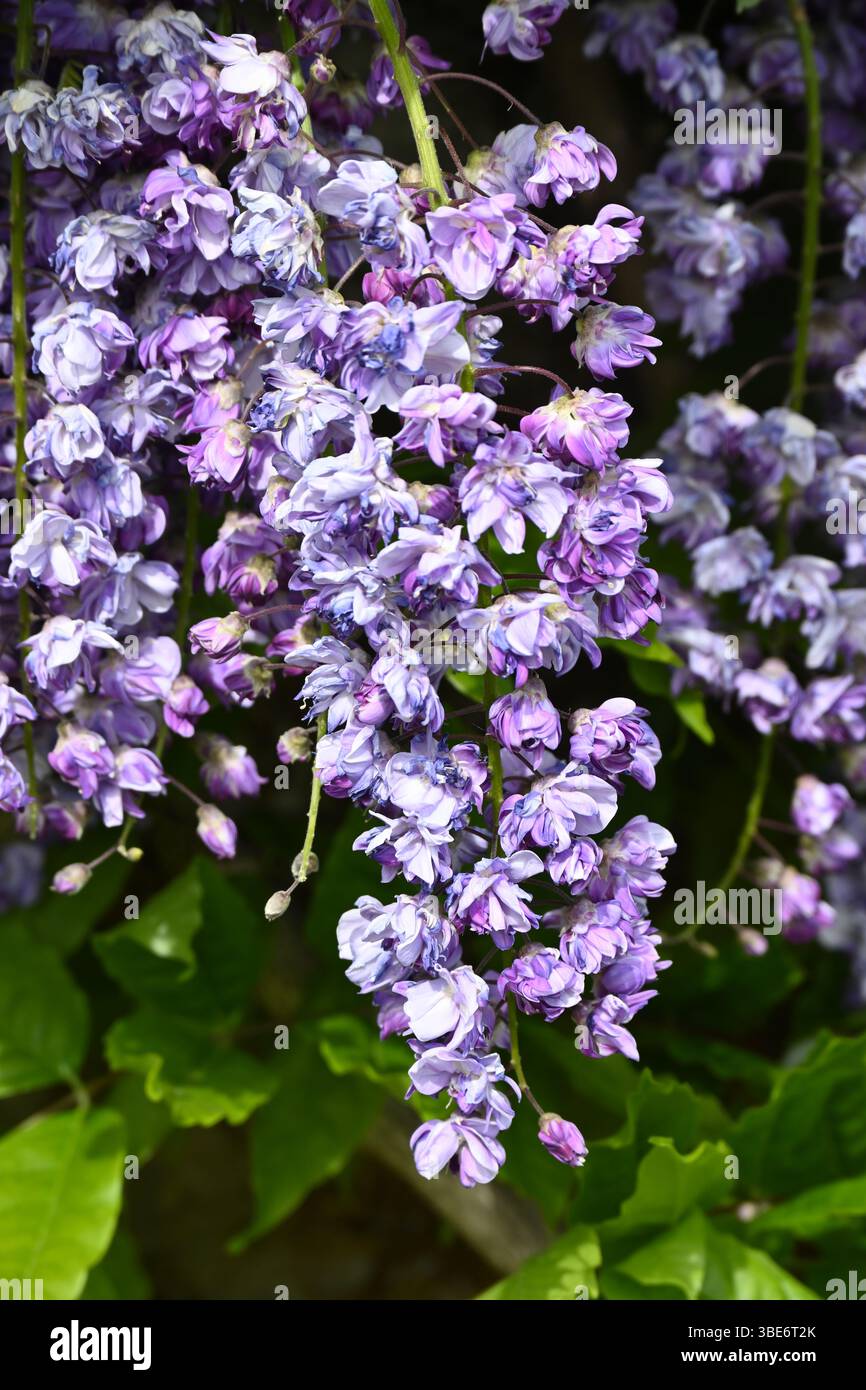 Double purple scented spring flowers of Japanese Wisteria floribunda ...