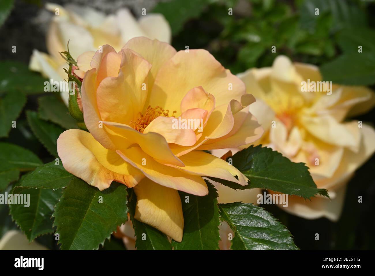 Apricot roses hi-res stock photography and images - Alamy