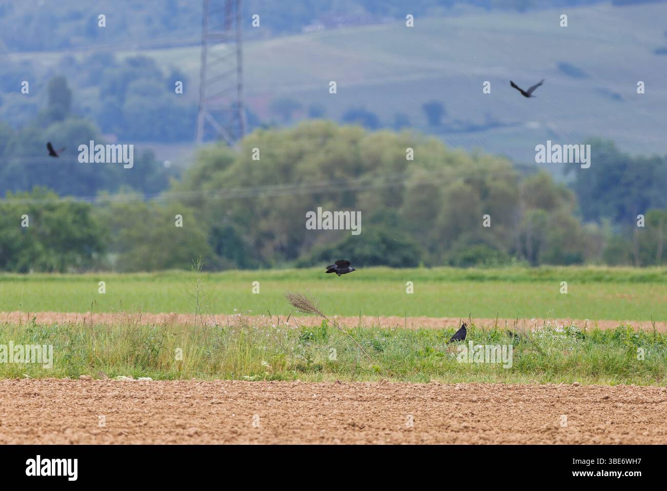 Bad Krozingen, Germany. 23rd May, 2025. Rooks can be seen on and above ...