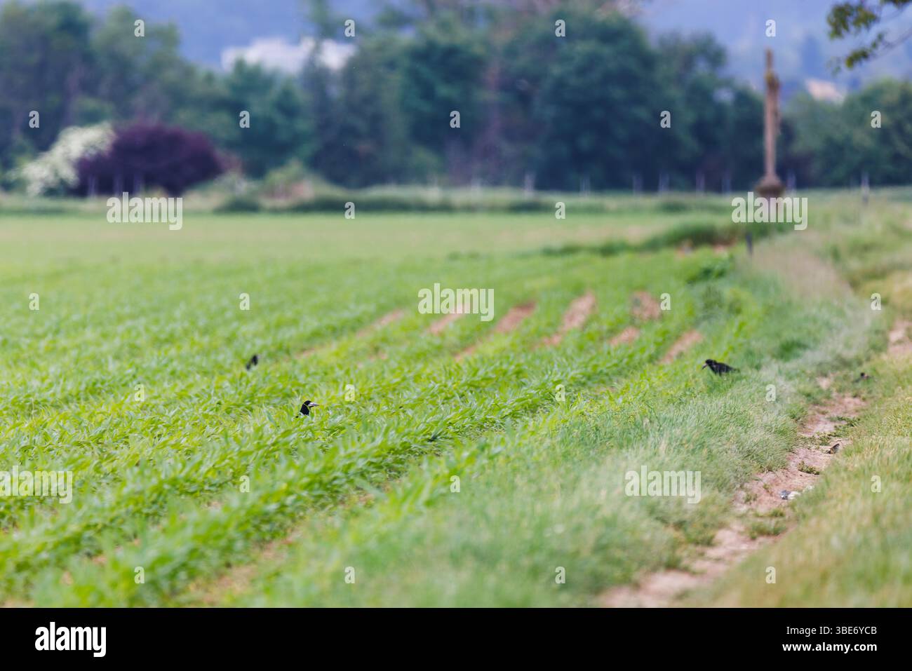 Bad Krozingen, Germany. 23rd May, 2025. Rooks can be seen in a field in ...