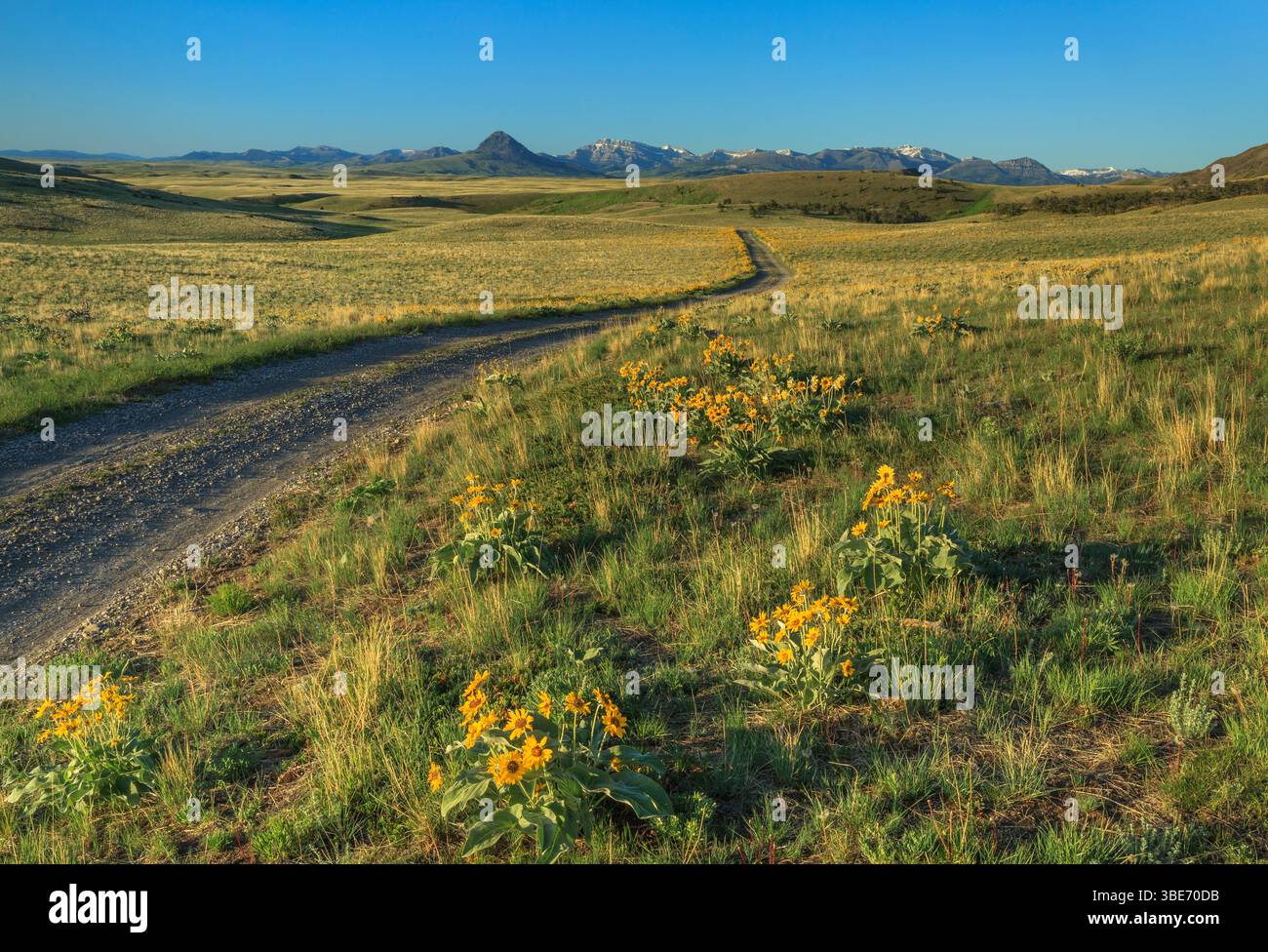 arrowleaf balsamroot along a backroad in the sun river wildlife ...