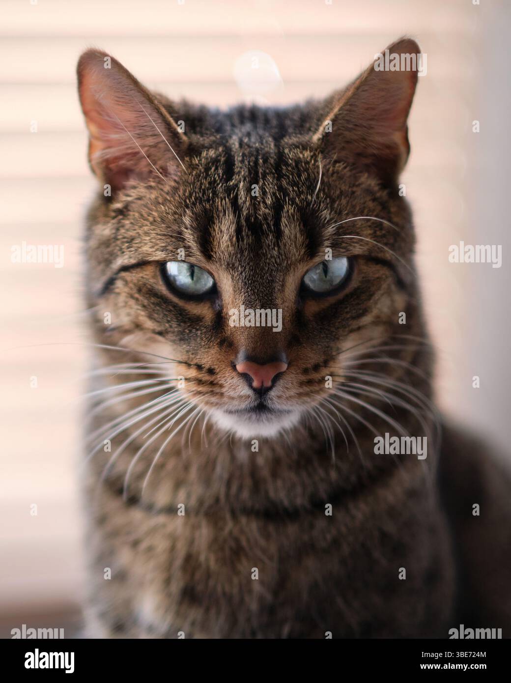Front-facing portrait of a tabby cat with striking green eyes sitting indoors in natural light ...