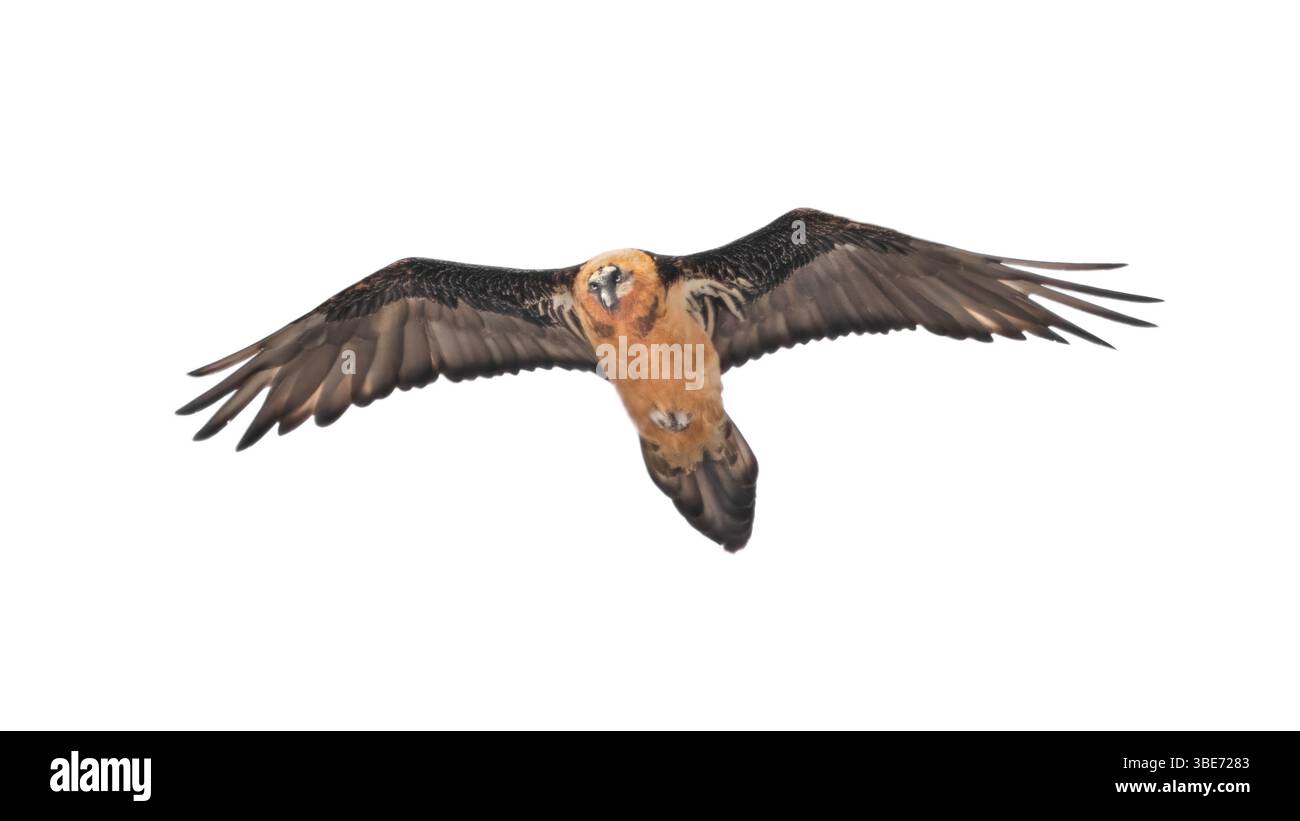 Close-up pf a flying bearded vulture (Gypaetus Barbatus) looking into ...