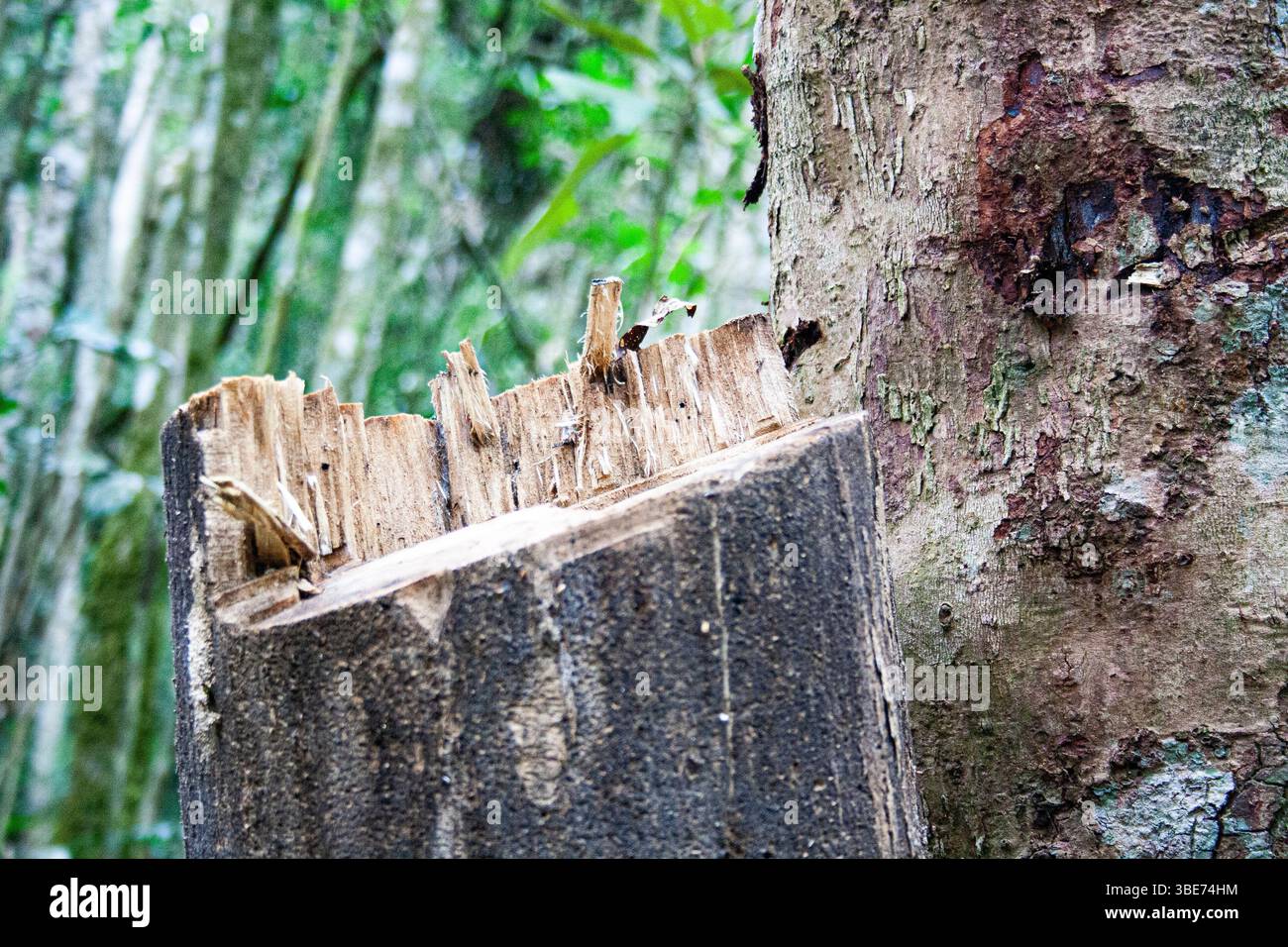 Spectacular felled tree with textures in a jungle environment Stock ...