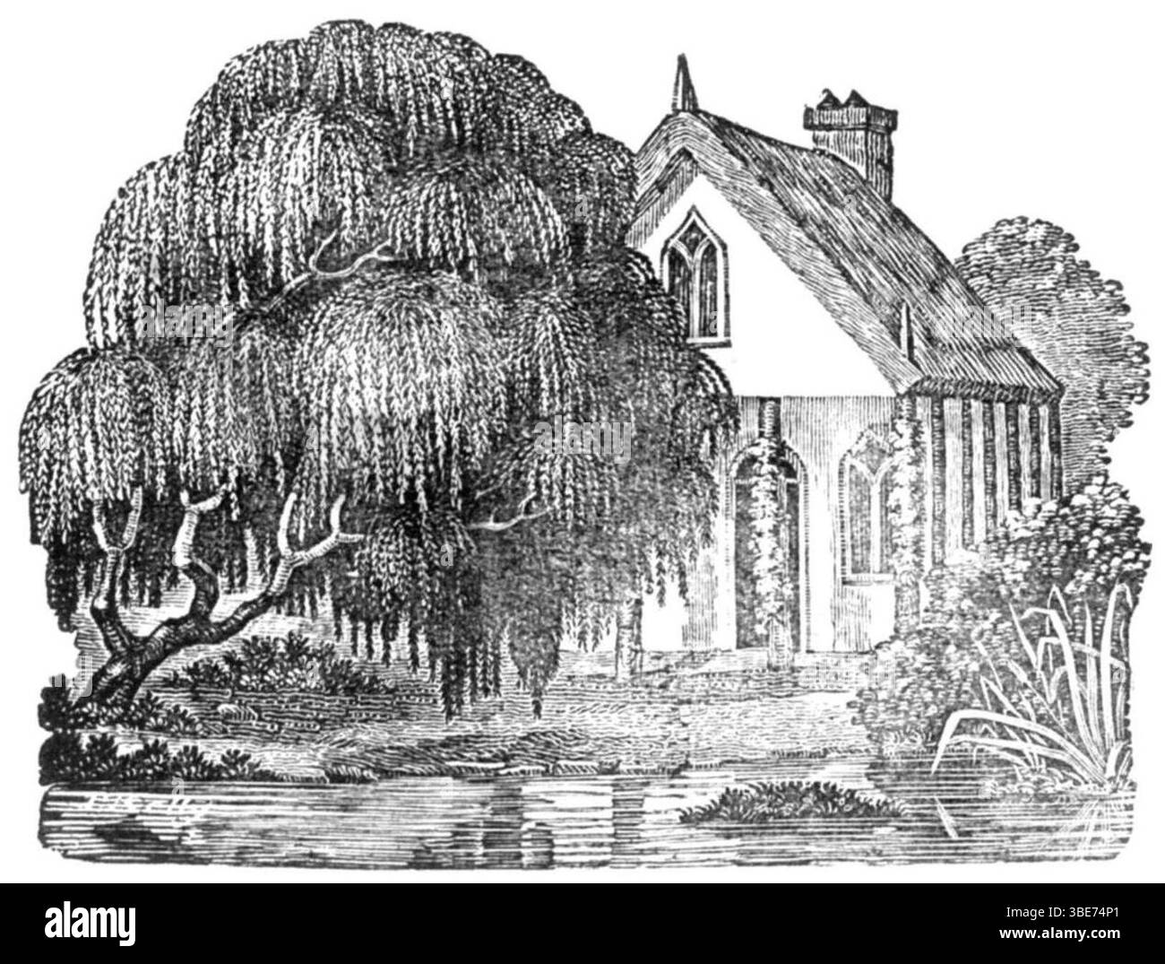 Botanic reference Cut Out Stock Images & Pictures - Alamy