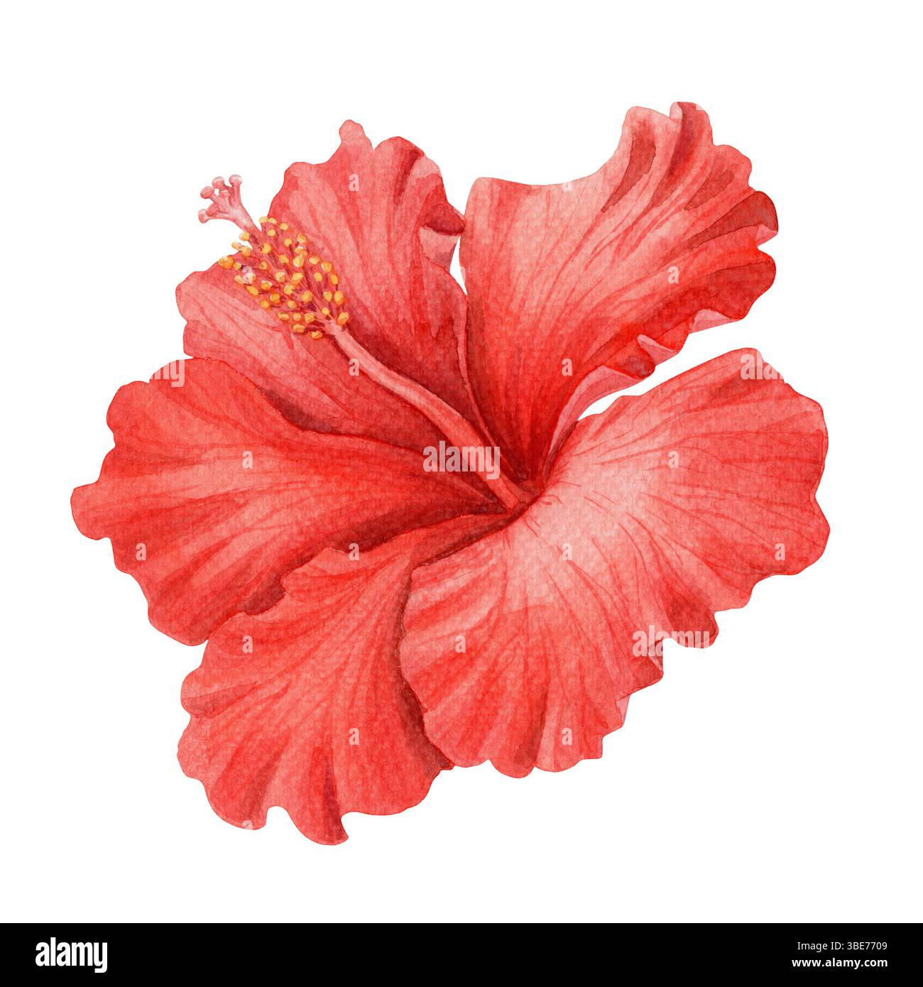 Red Chinese Hibiscus hand drawn watercolor botanical illustration of ...