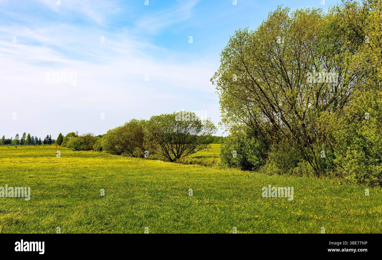 Panoramic view of Biebrza river and Biebrzanski National Park grassy ...