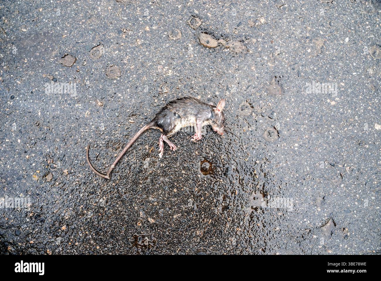A dead sewer rat, crushed on an asphalt street. Disease-causing rodent ...