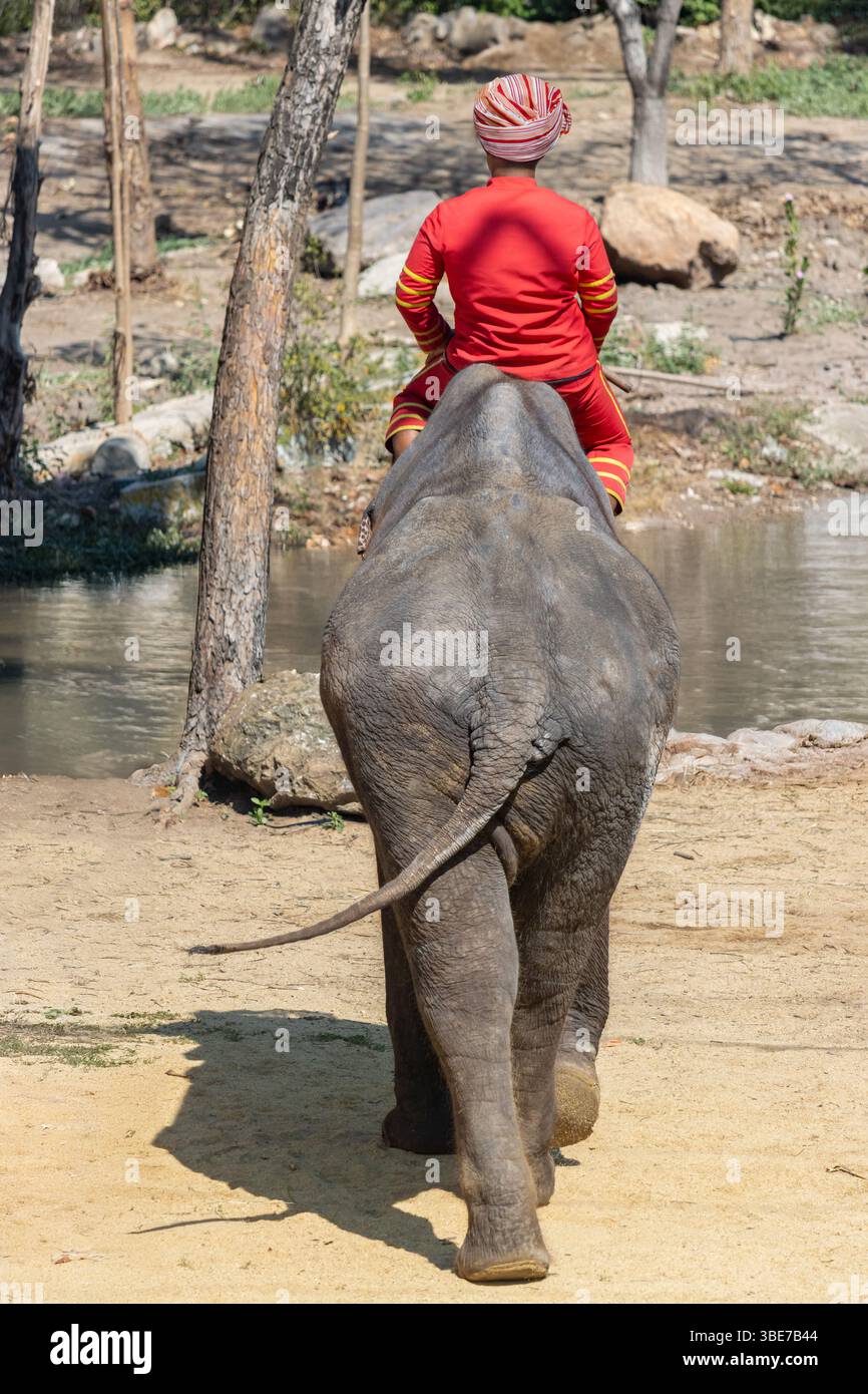 Elephant with mahout in tropical nature Stock Photo - Alamy