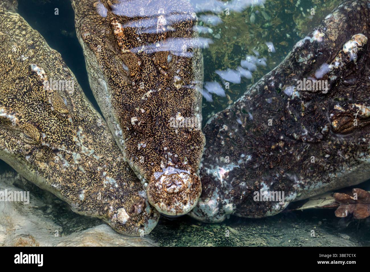 Group of crocodile together underwater Stock Photo - Alamy