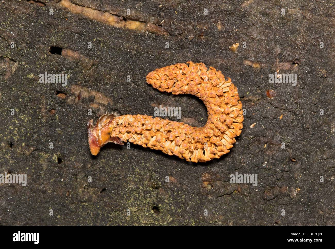 Male pollen cone from coniferous Cypress pine tree nature plant ...
