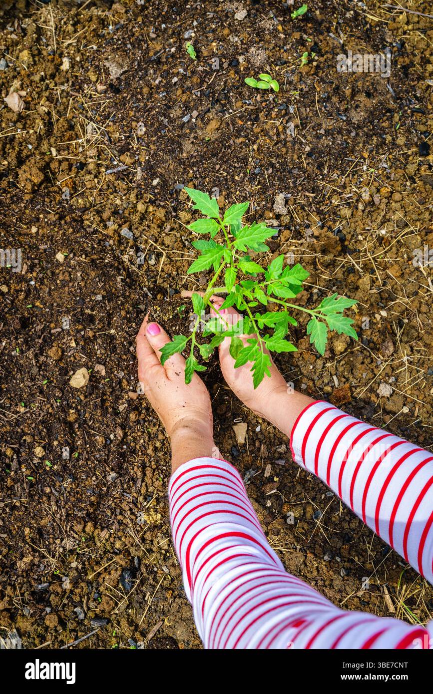 Close-up image of woman's hands planting a tomato seedling in the ...