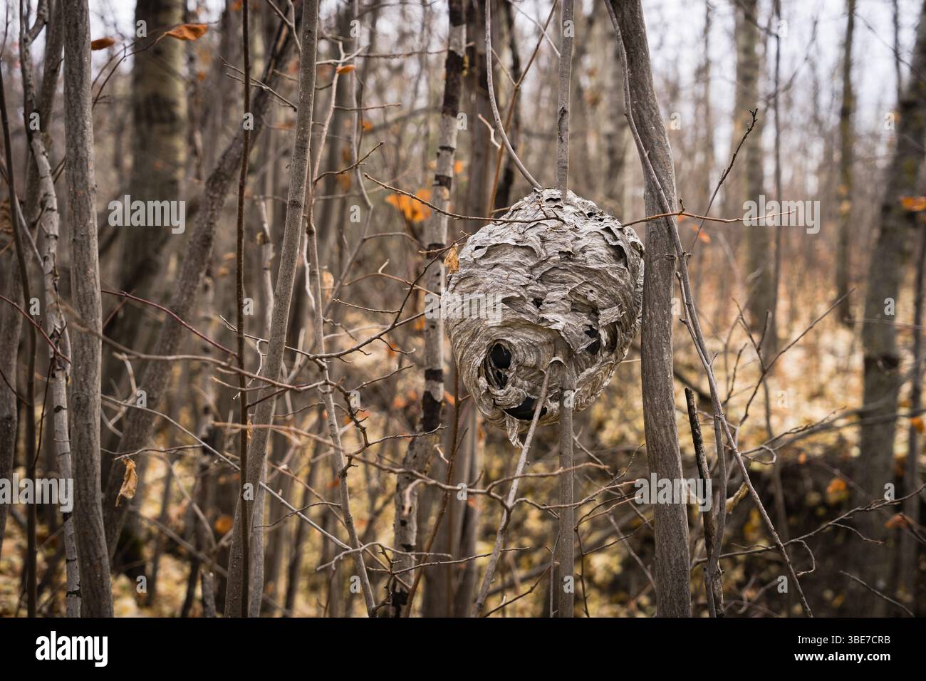An old nest of paper wasps members of the vespid subfamily Polistinaein ...