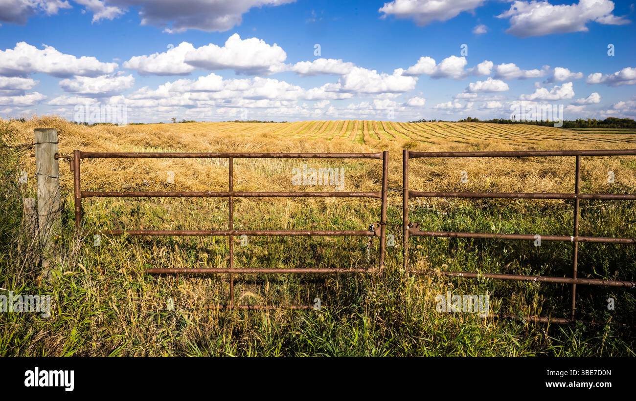 Farm field gate with background of canola swath and blue sky with white ...