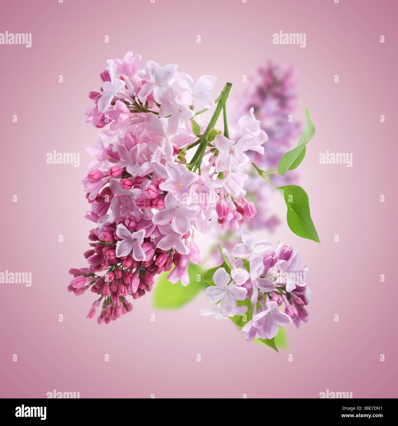 Lilac branches with fragrant blossoms and leaves flying on violet ...