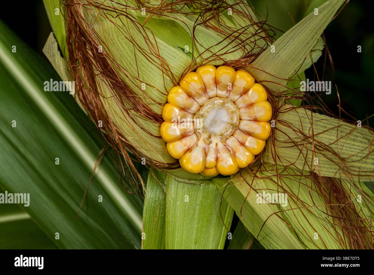 Ear of corn broke in half looking at cob and kernels in cornfield ...