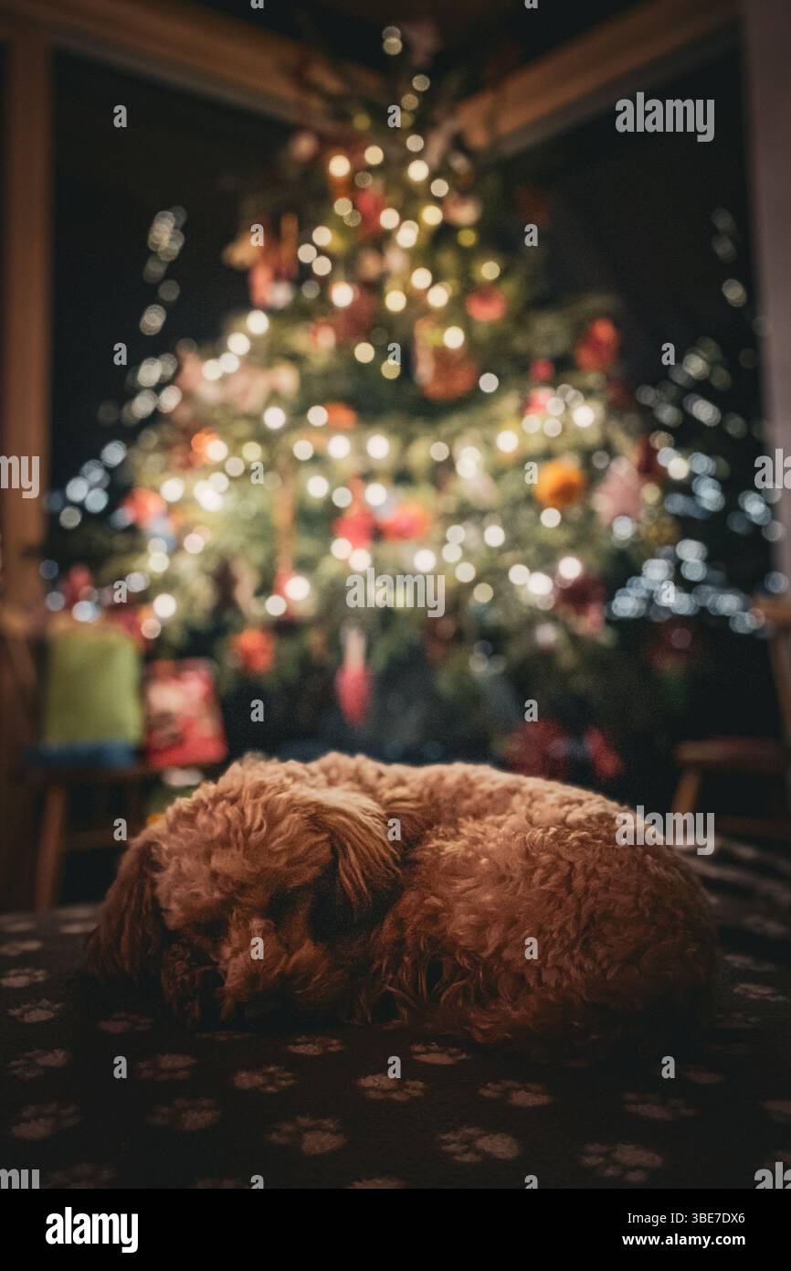 Cute Cockapoo puppy sleeping curled up on a blanket next to a magical ...