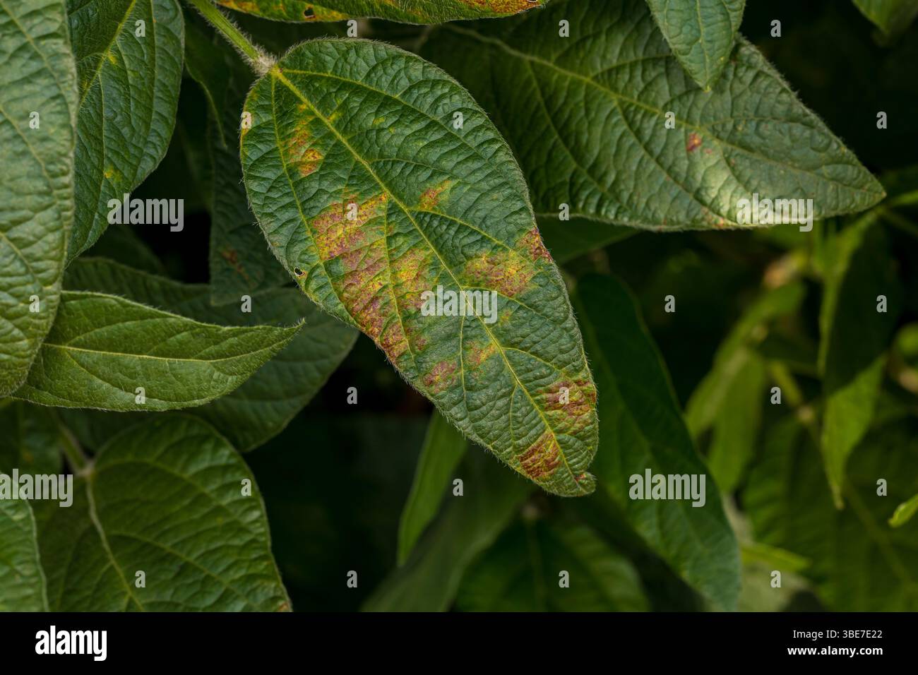 Brown and black spots due to leaf blight fungus on soybean plant leaf ...