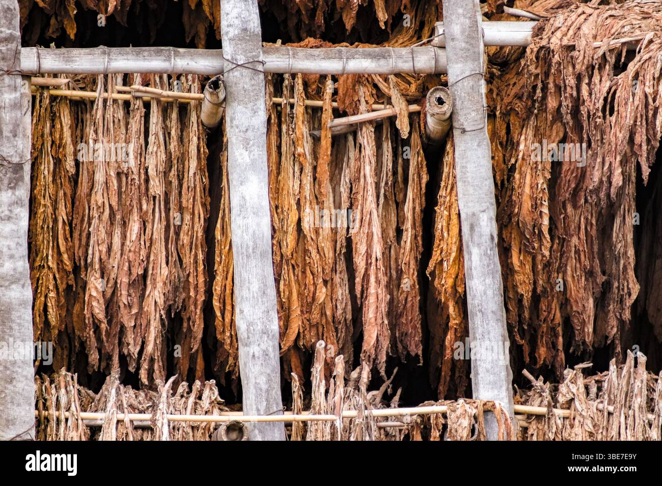 Old tobacco drying sheds in the Santiago countryside, witnesses to the ...
