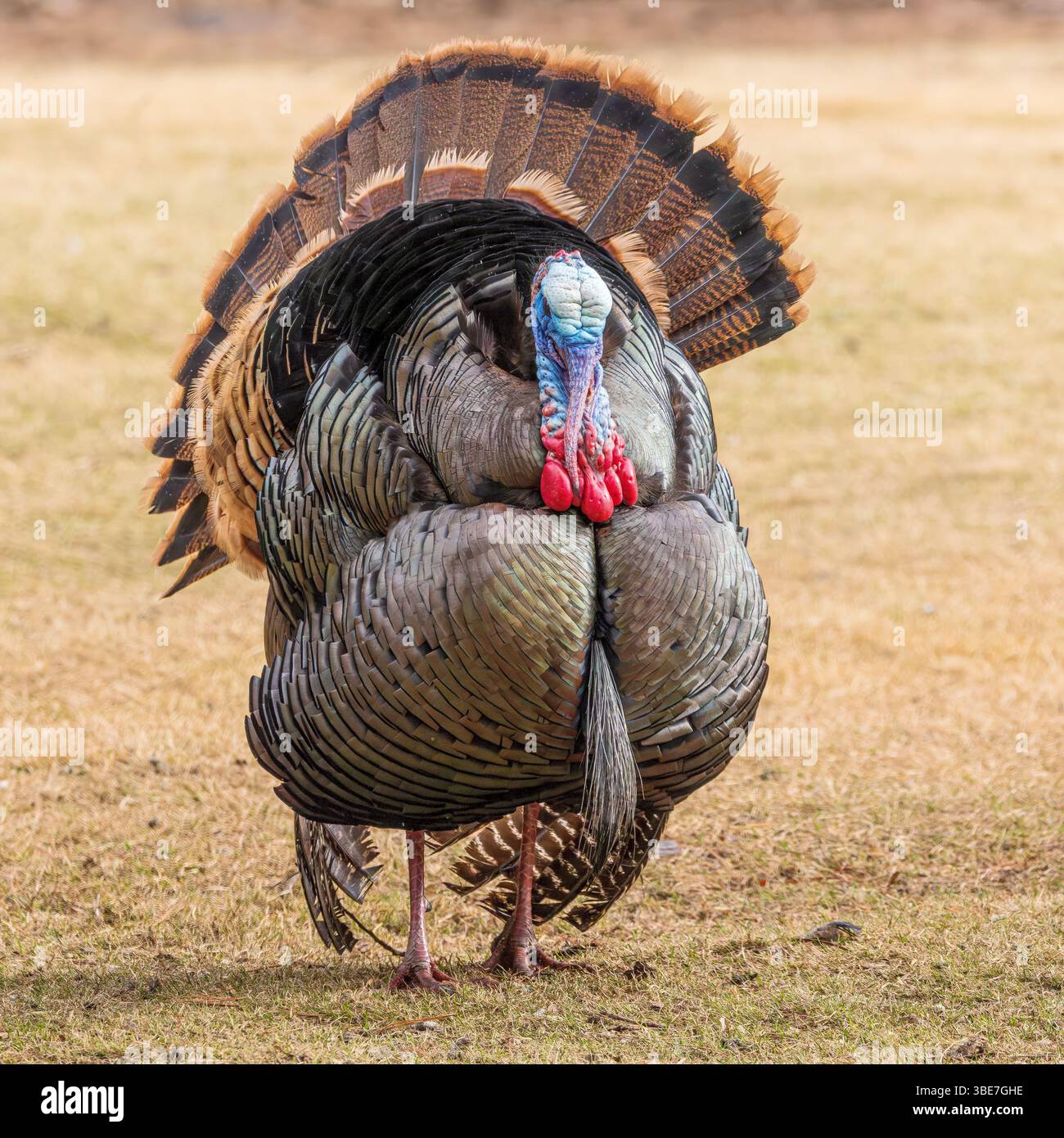 Wild turkey behavior hi-res stock photography and images - Alamy