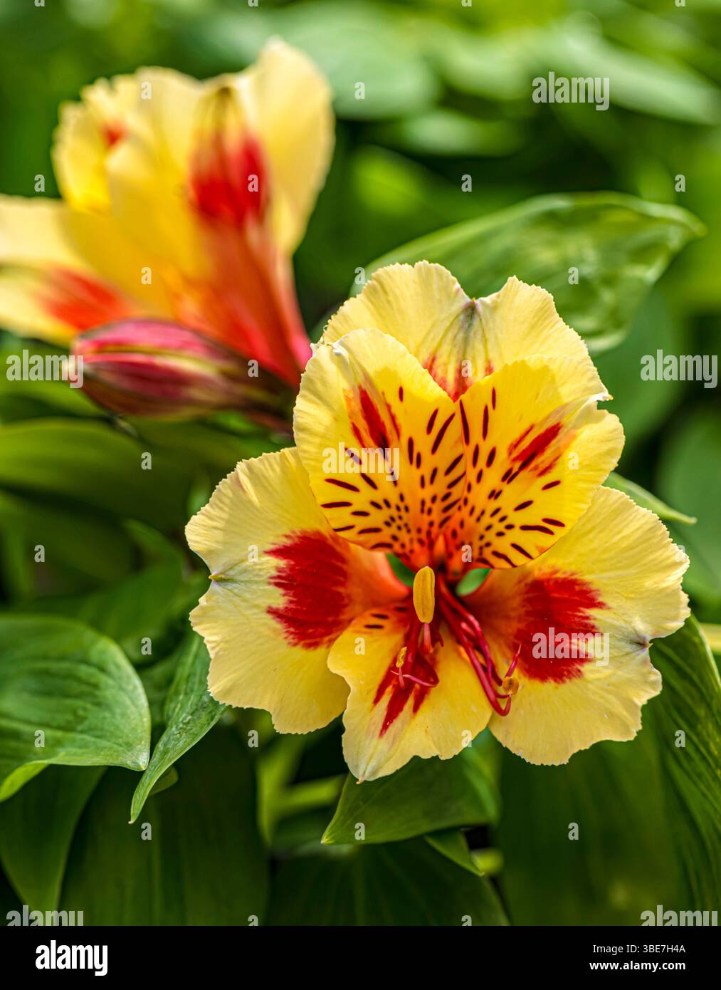Peruvian lily (Alstroemeria Inticancha 'Sunshine'). This clump forming ...