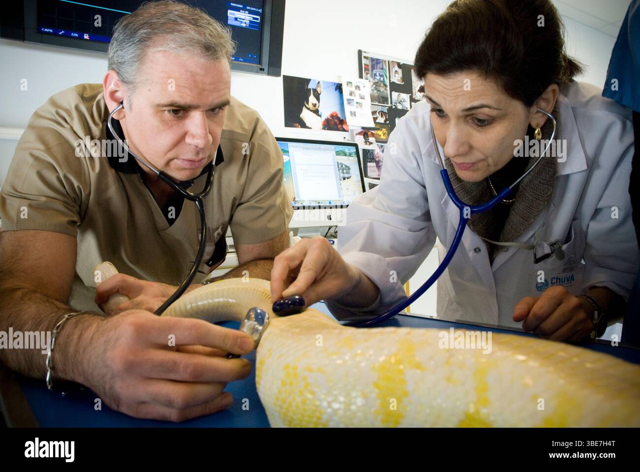 Veterinarians examining an albino Burmese python (Python molurus) with ...