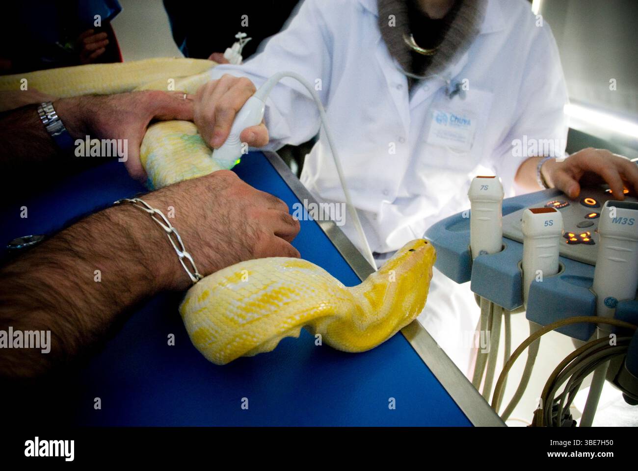 Editorial use only Veterinarians taking an ultrasound scan of an albino ...