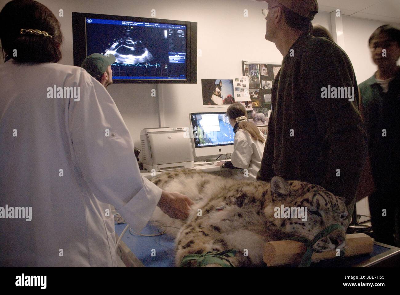 Veterinarians taking an ultrasound scan of a panther's (Panthera sp ...