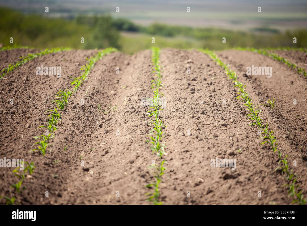 Close focus on straight furrows of tilled brown soil where tiny green ...