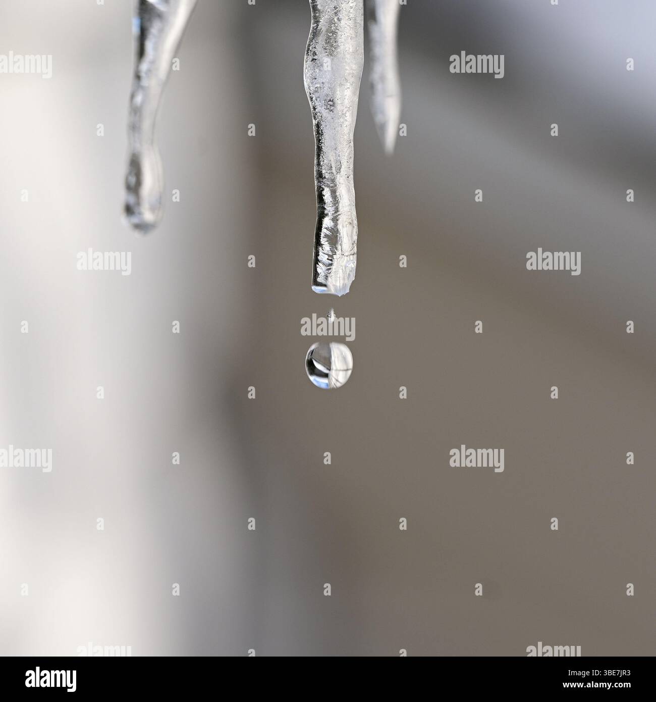 Water dripping off a melting icicle. Captured using a macro lens Stock ...