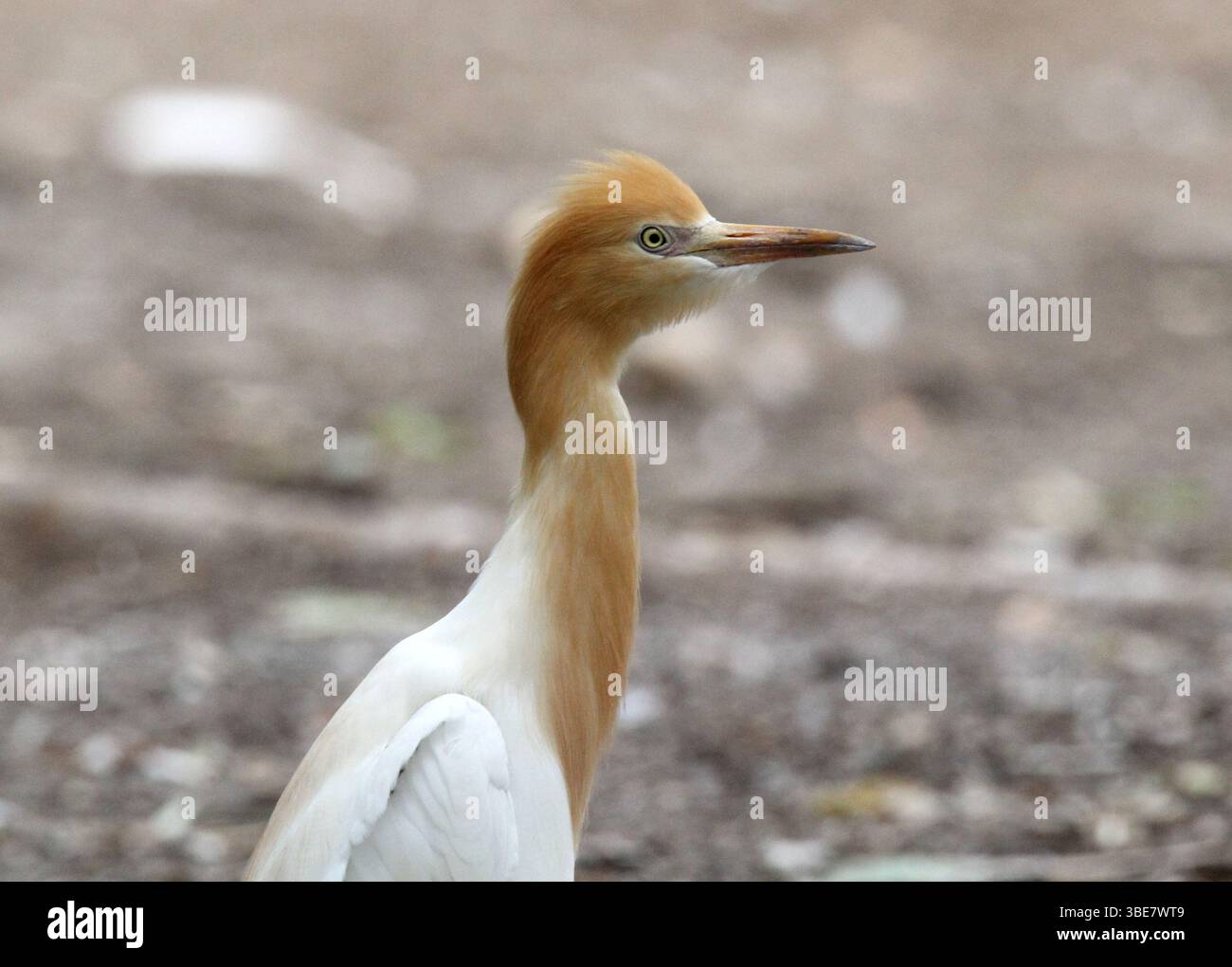 Close up portrait of a cattle egret bird in breeding plumage Stock ...