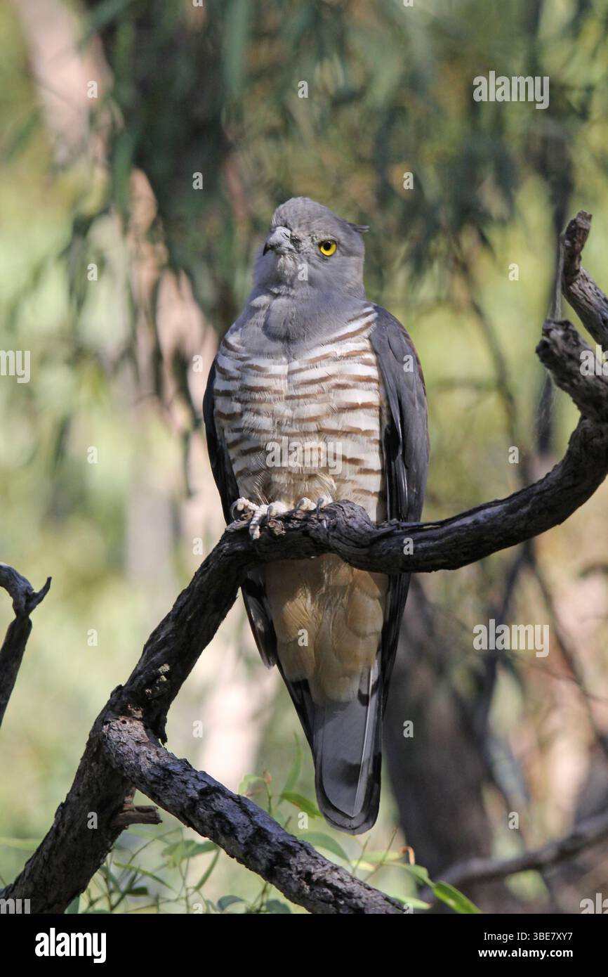 Pacific baza bird sitting on a tree branch Stock Photo - Alamy