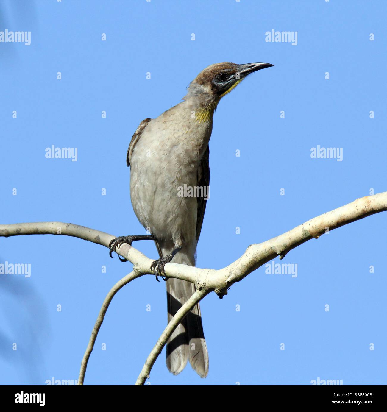 Little friarbird bird sitting on a tree branch Stock Photo - Alamy