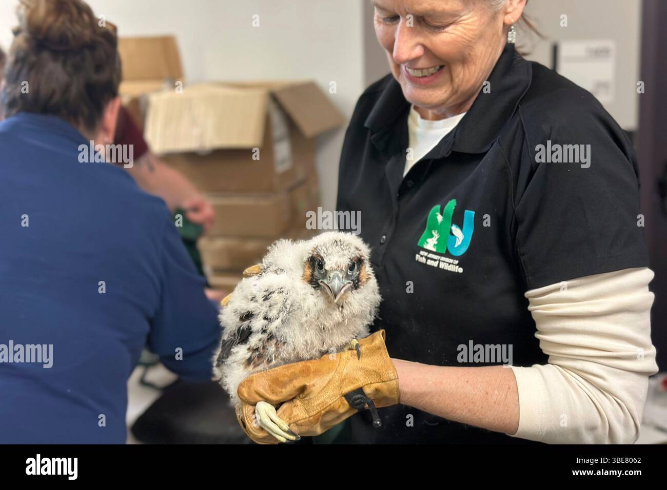 Conservationists band roughly 4-week-old peregrine falcon chicks with ...